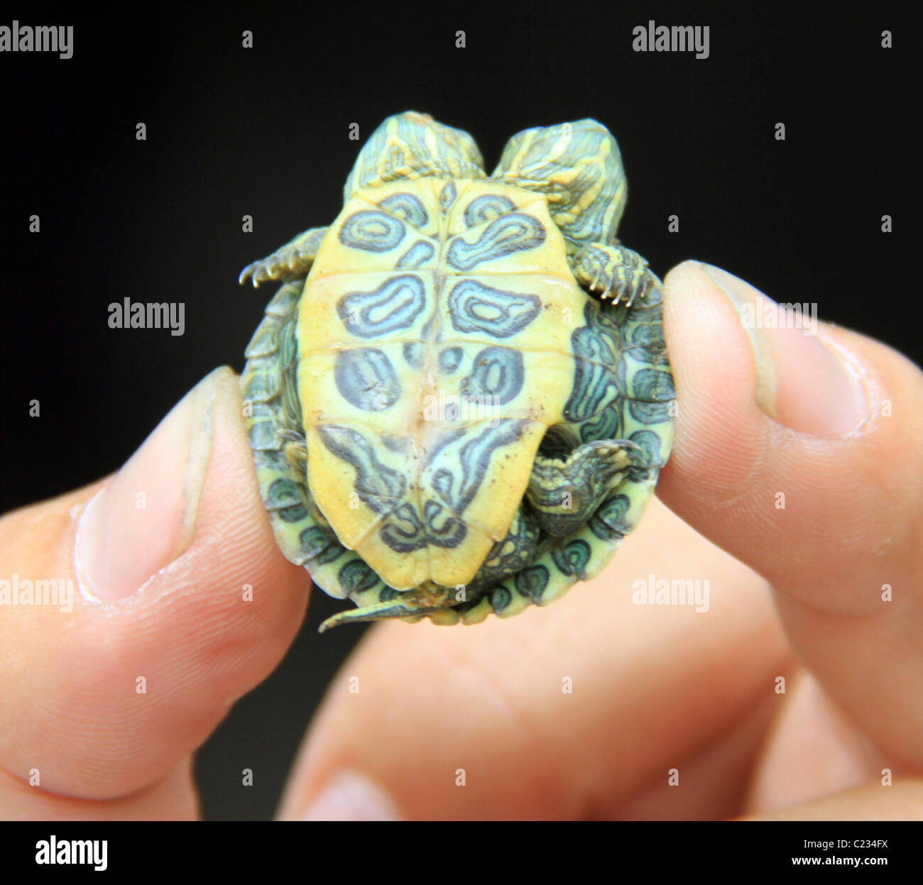 IT'S TURTLE MADNESS! This tiny tortoise is a real eye-catcher – it has ...
