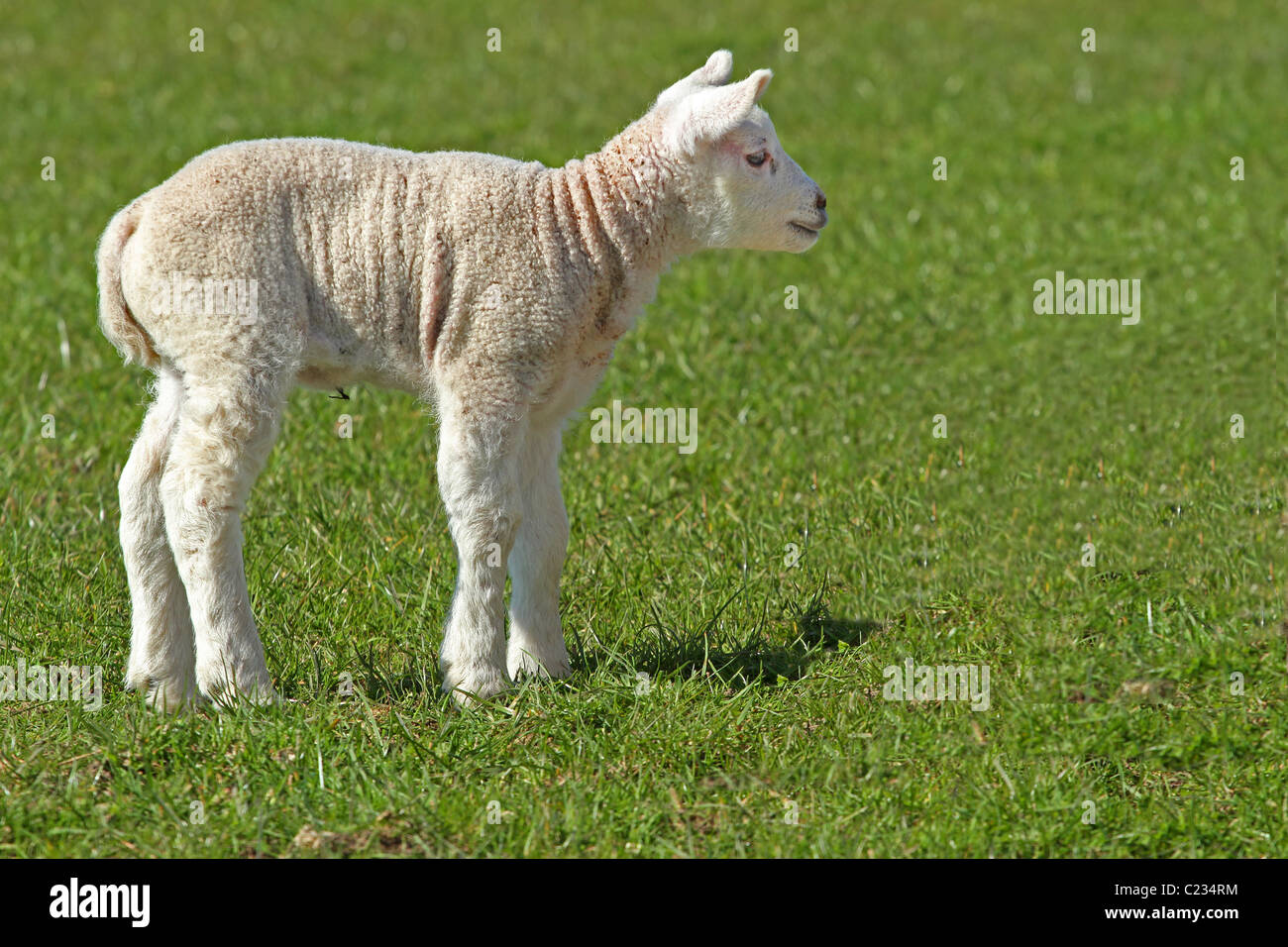 Little lamb in the meadow Stock Photo - Alamy