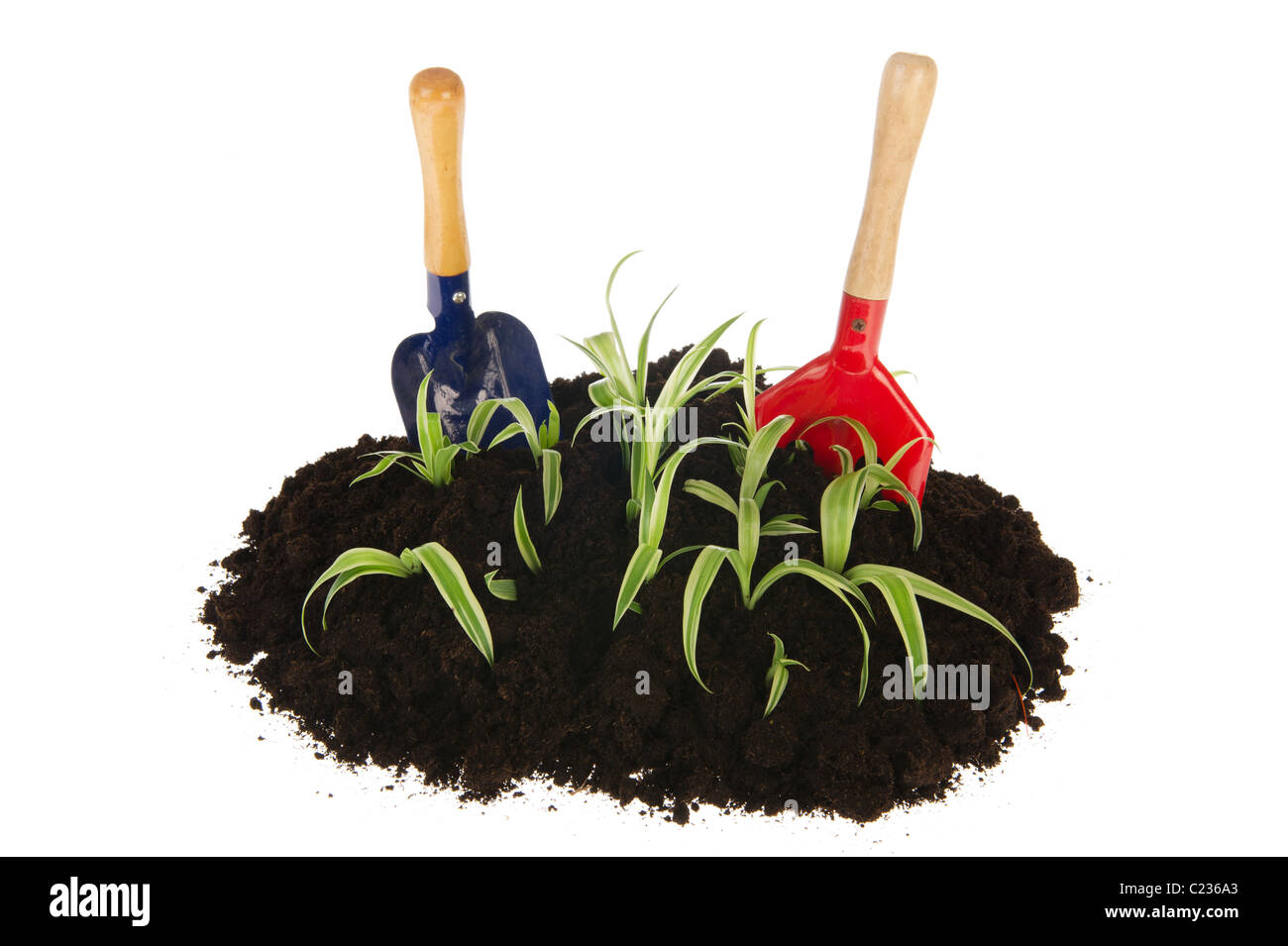 Black sand plants Cut Out Stock Images & Pictures - Alamy