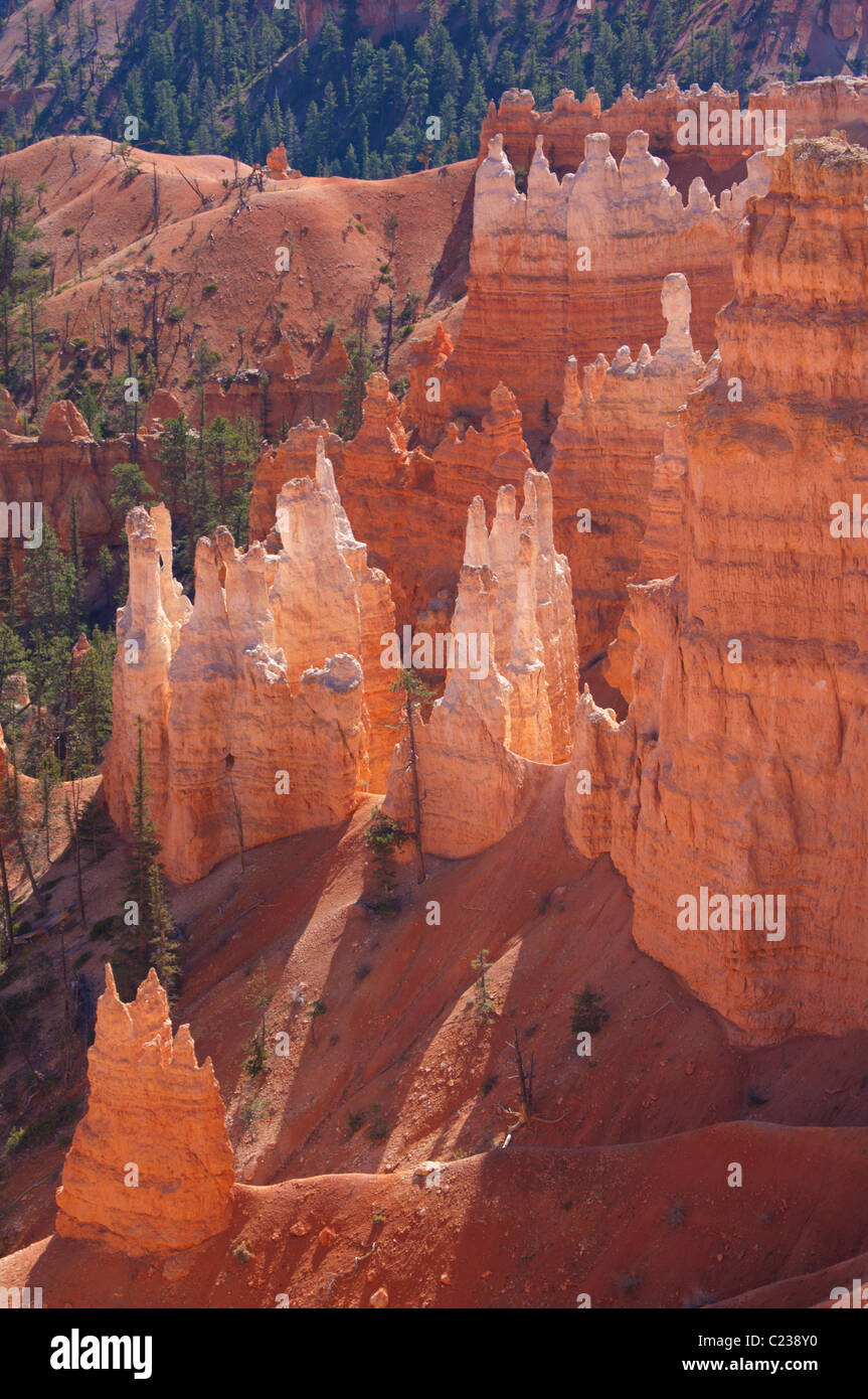 Backlit Sandstone Hoodoos and Douglas fir trees at sunrise in Bryce ...