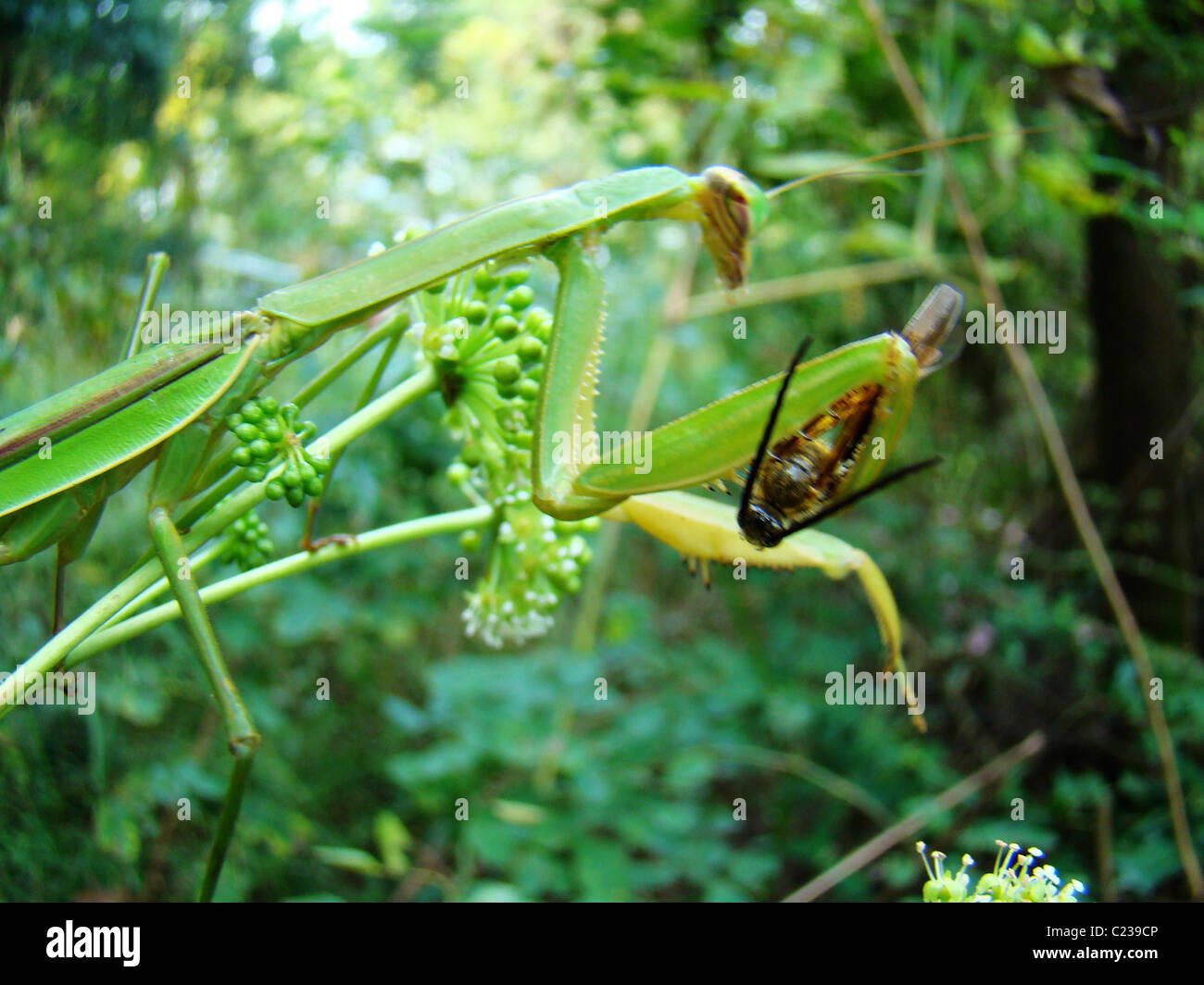 A killer mantis catches and eats a wasp in Suichuan, Jiangxi ...