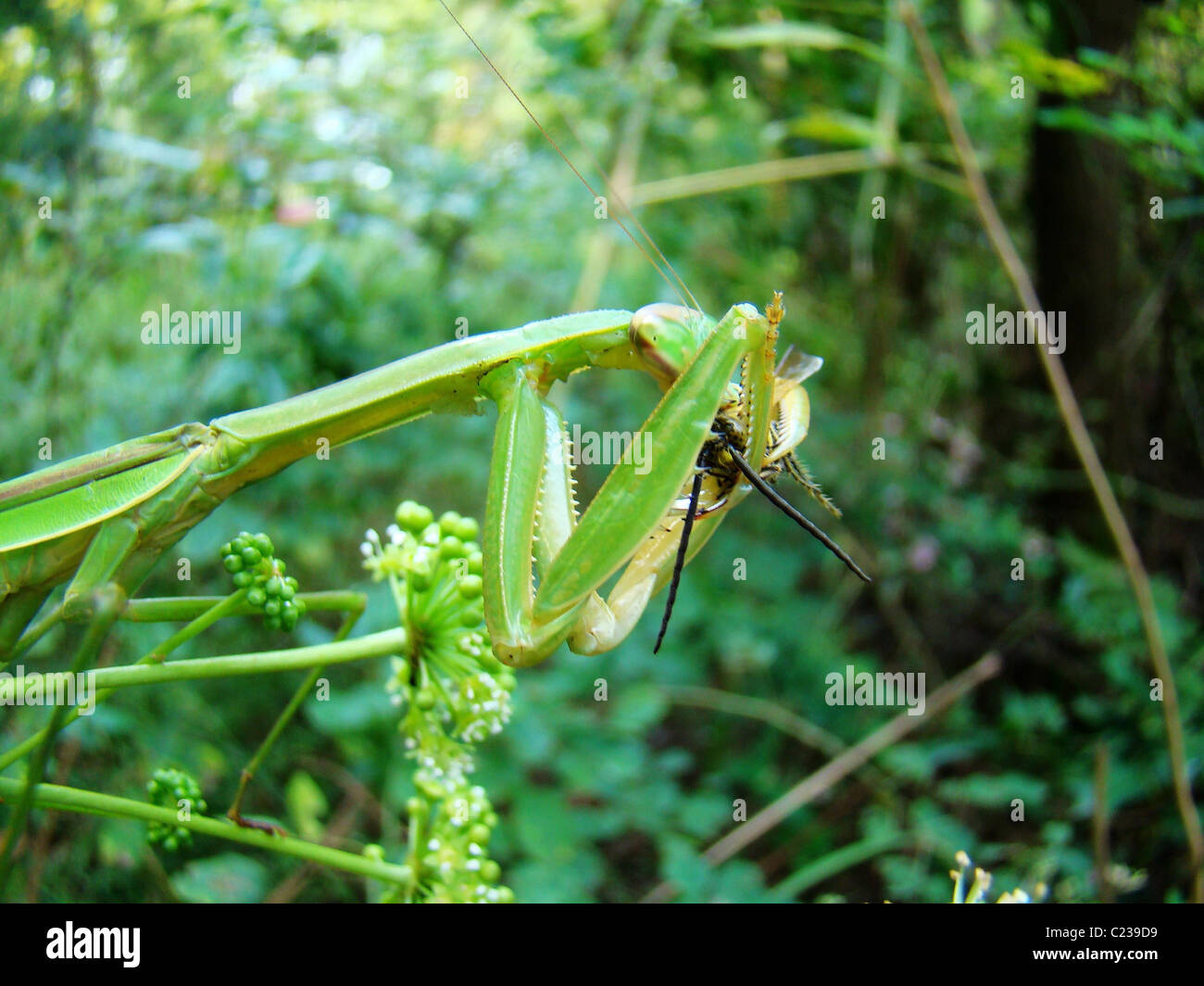 A killer mantis catches and eats a wasp in Suichuan, Jiangxi - devouring its prey in three ...