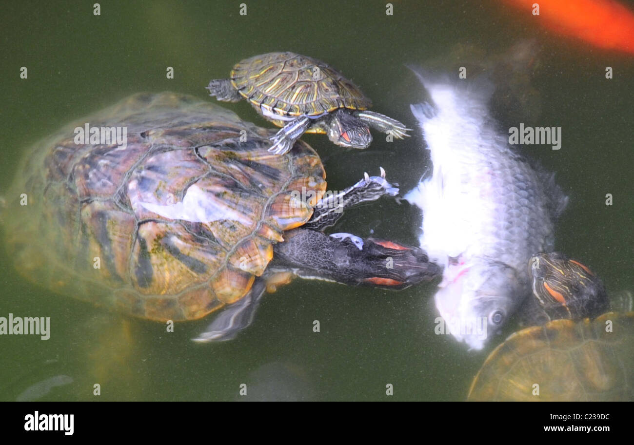 Turtles turn predator A group of turtles feed on a dead fish in a pool ...