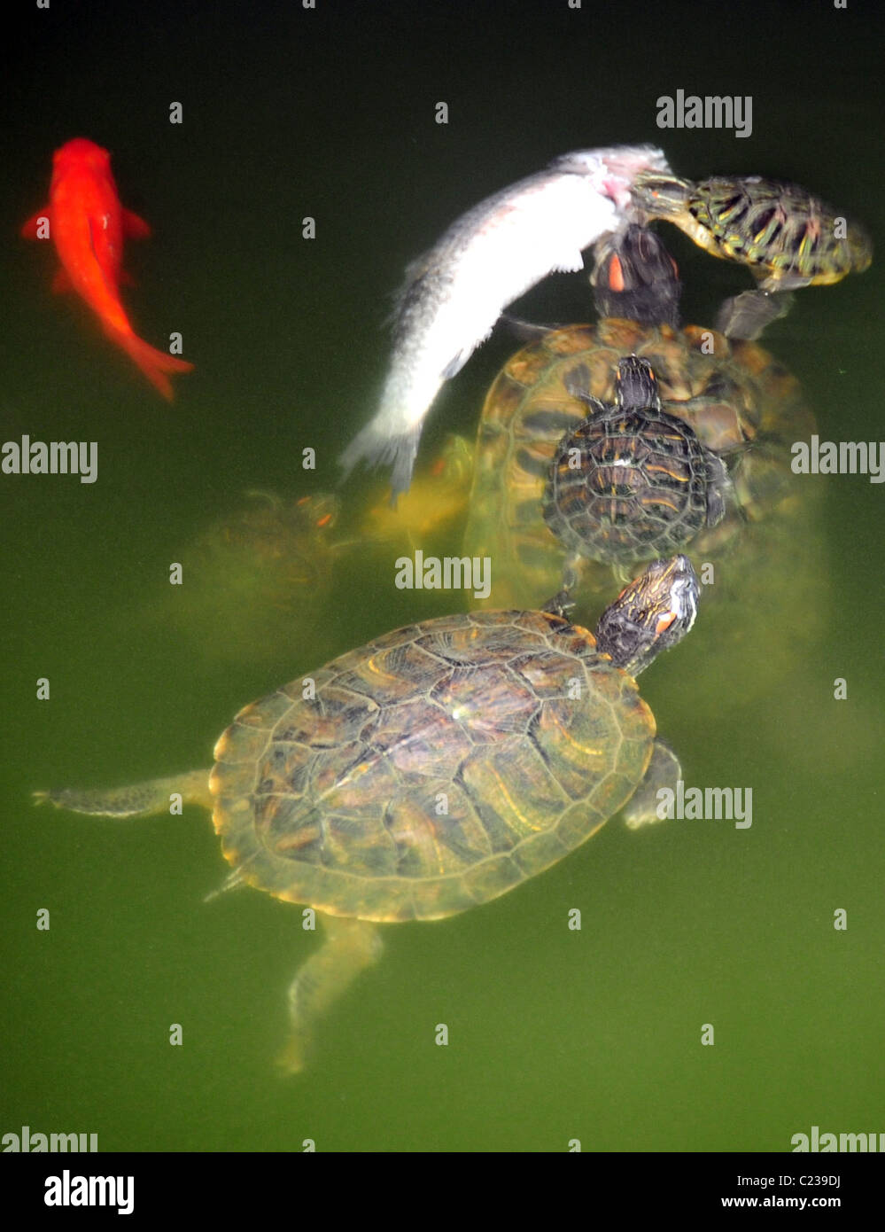 Turtles turn predator A group of turtles feed on a dead fish in a pool ...