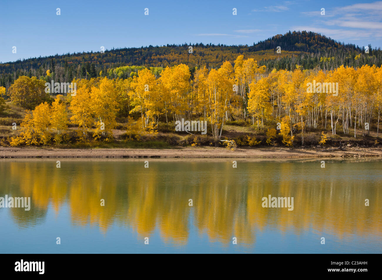 Aspens in autumn colours Kolob reservoir Upper Kolob Plateau Zion ...