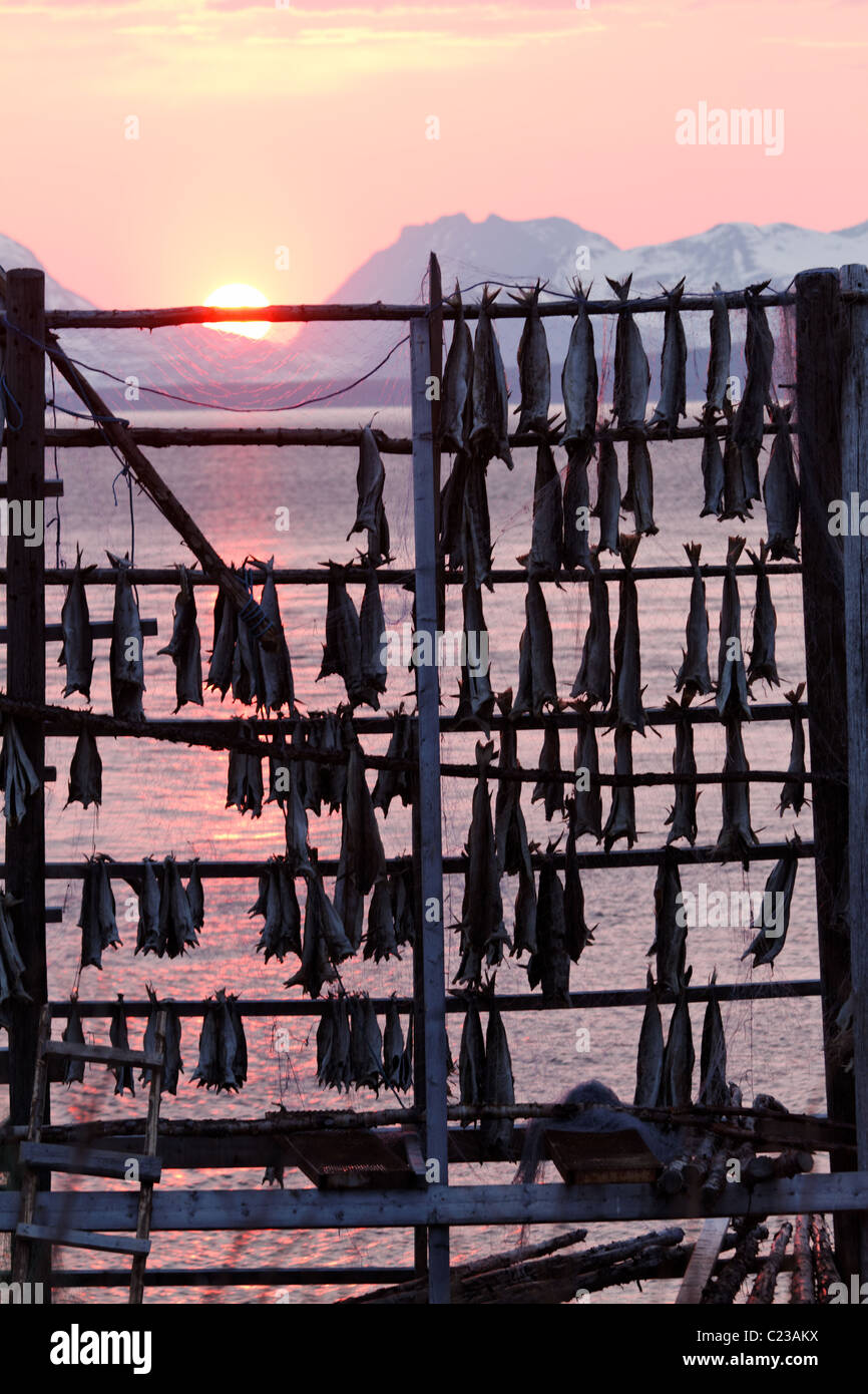 Cod fish drying Stock Photo - Alamy