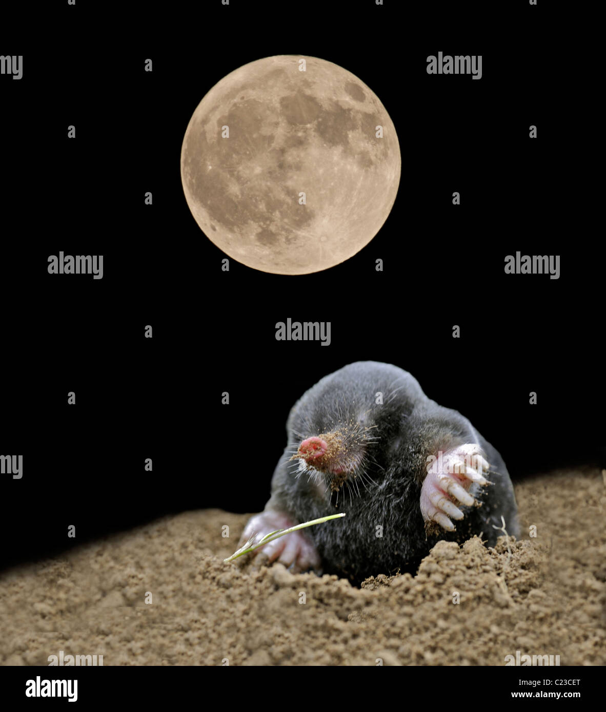 Mole common mole (Talpa europaea) by moonlight (digitally enhanced ...