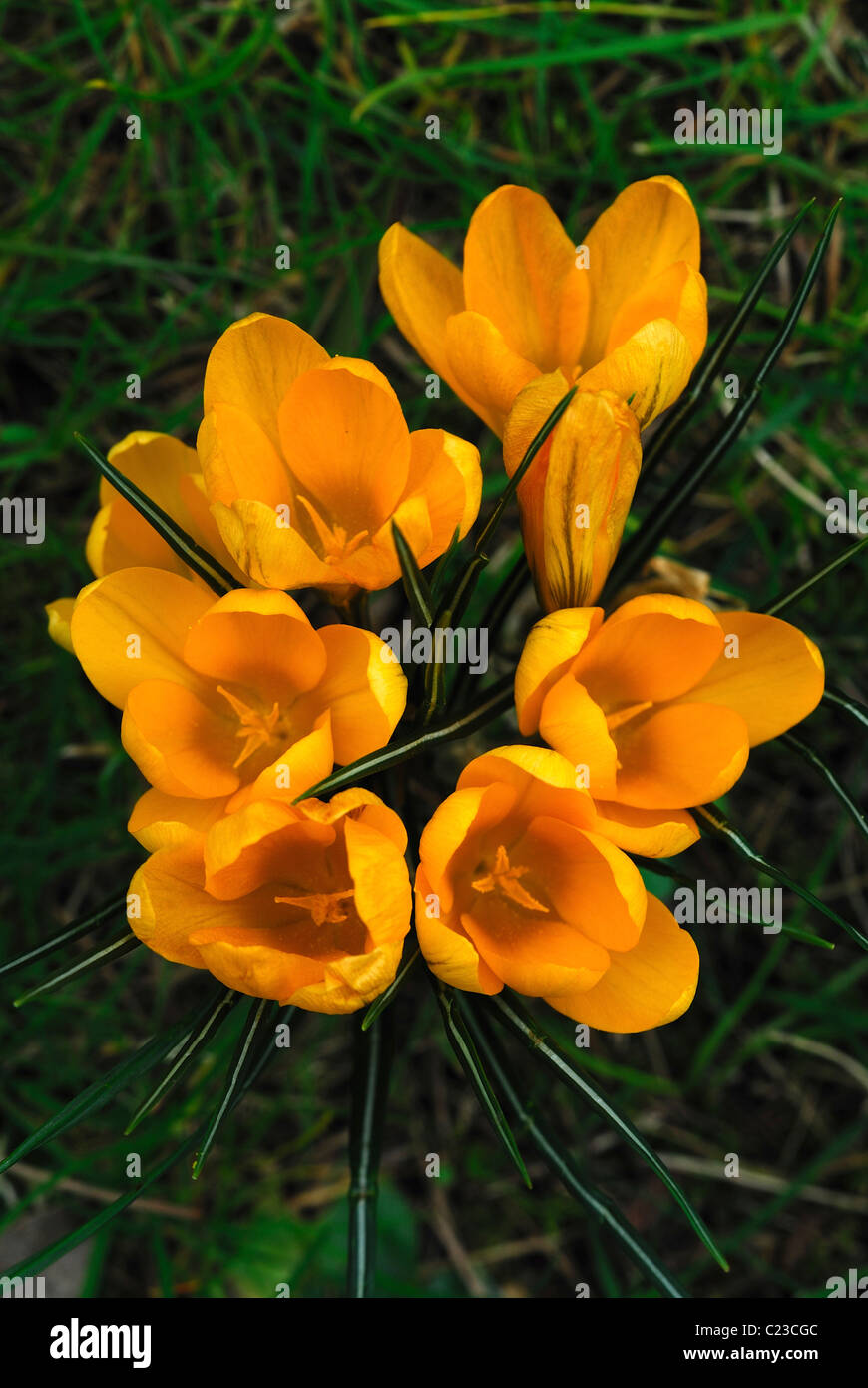 A clump of orange crocus taken from above UK Stock Photo - Alamy