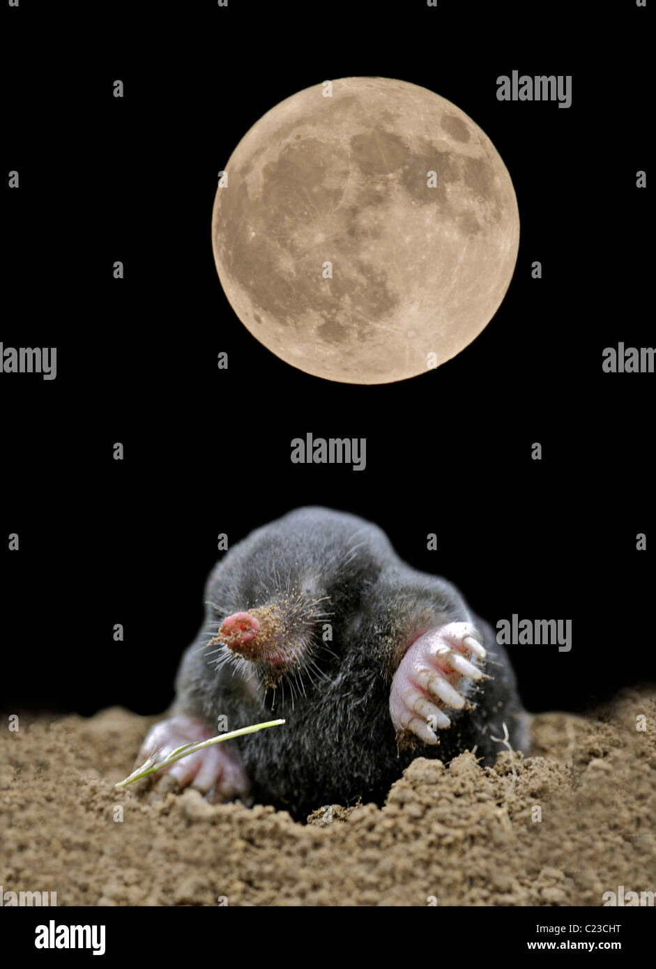 Mole common mole (Talpa europaea) by moonlight (digitally enhanced ...