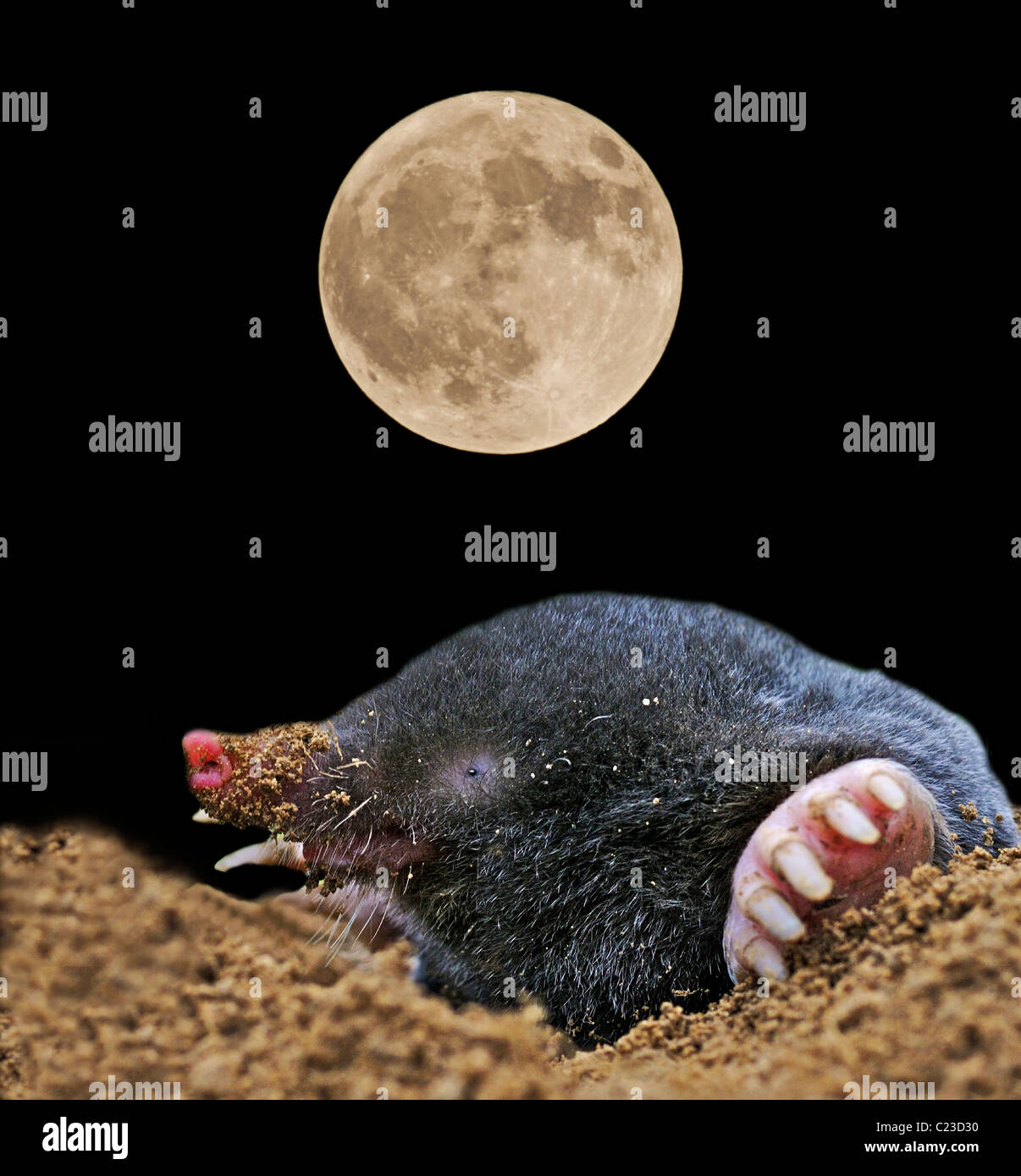 Mole common mole (Talpa europaea) by moonlight (digitally enhanced ...