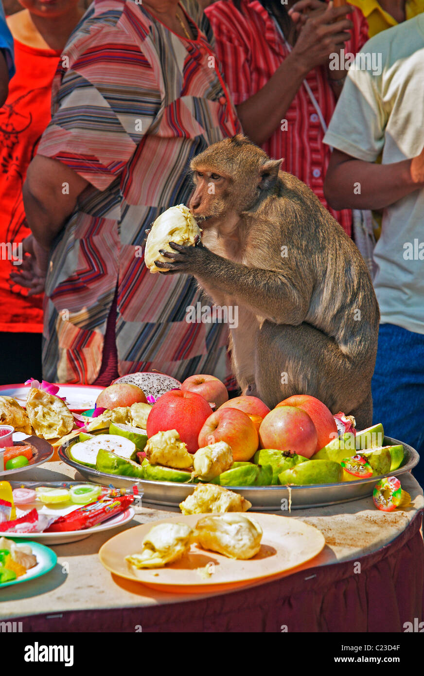 Monkey party hi-res stock photography and images - Alamy