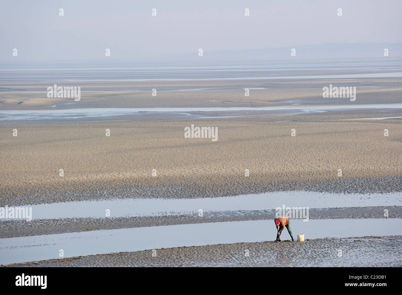 Clam shell in bucket High Resolution Stock Photography and Images - Alamy