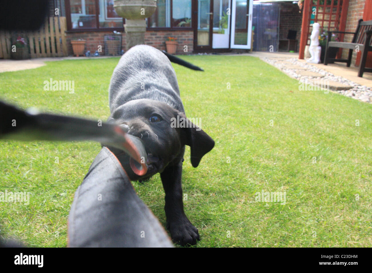Puppy misbehaving hi-res stock photography and images - Alamy