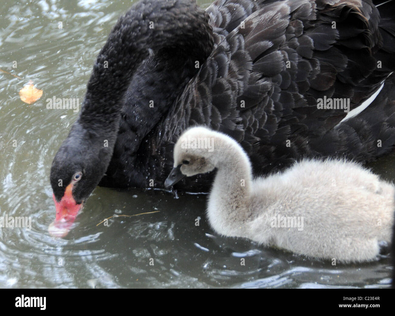 A rare natural hatching cygnet is shown off to the public at a zoo in ...