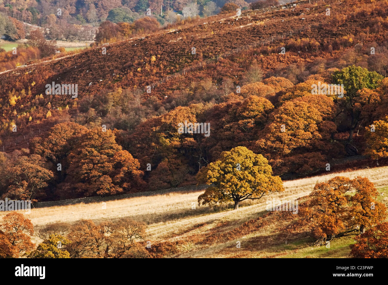 Trees in autumnal colours in Billsmoor Park near Elsdon, Northumberland ...