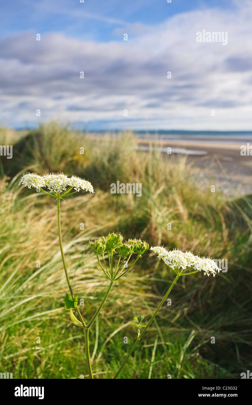 Murlough bay hi-res stock photography and images - Alamy