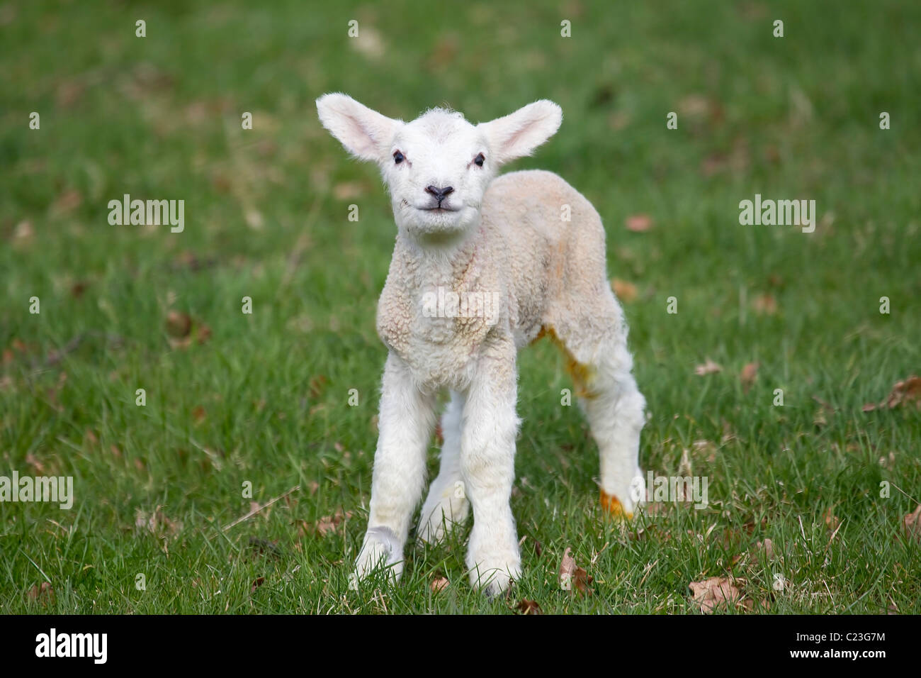 Spring lamb hi-res stock photography and images - Alamy