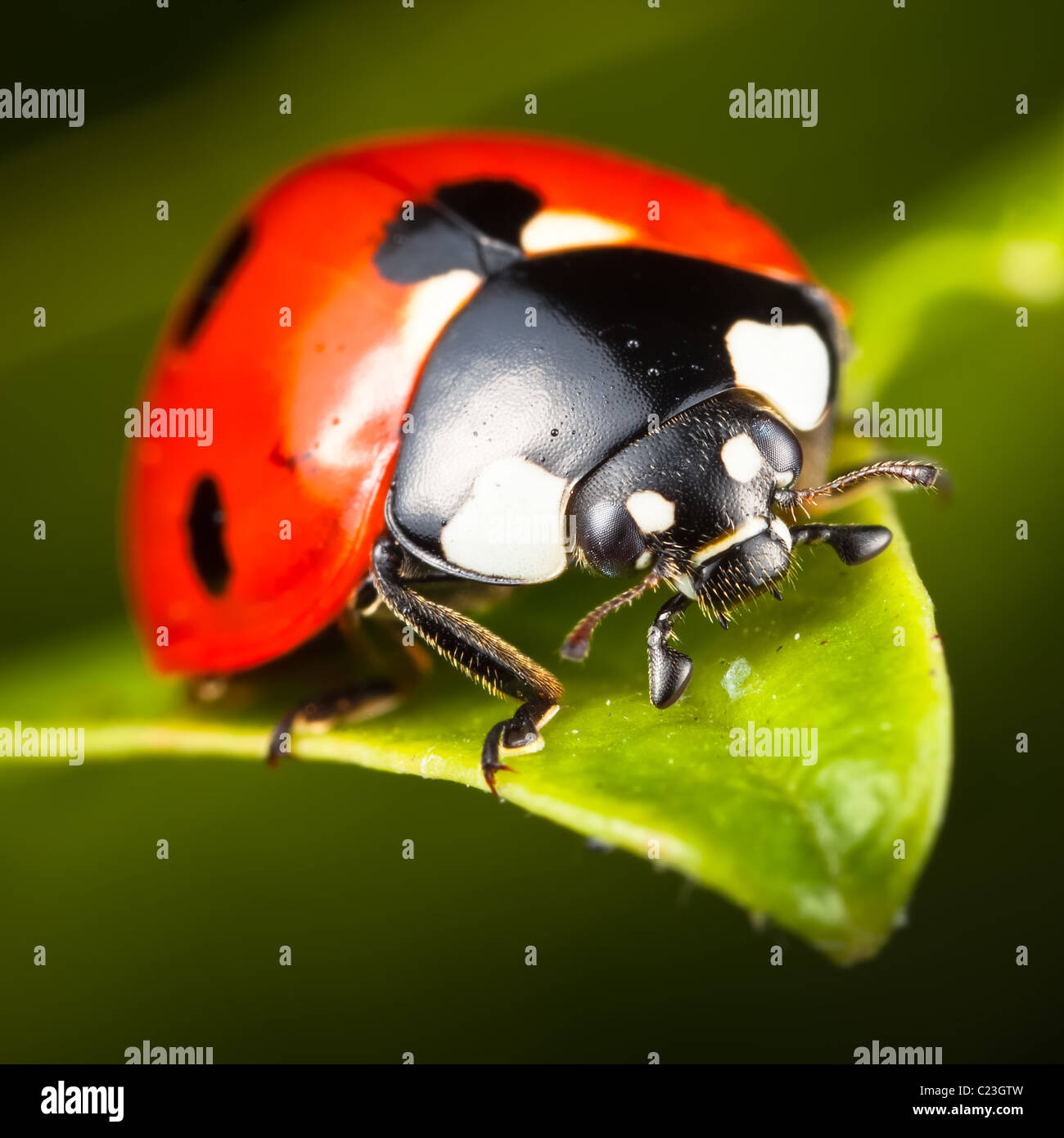 A macro photo, showing a ladybug on a leaf Stock Photo - Alamy