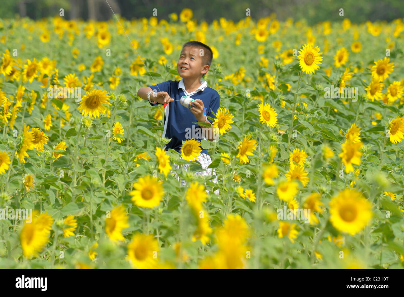 young boy flying his kite , sunflower fields of lopburi and saraburi ...