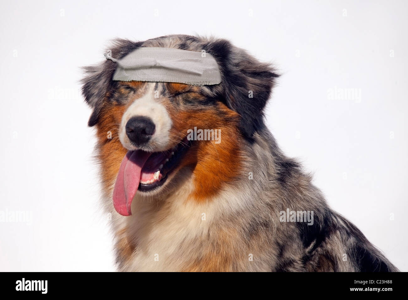 AUSTRALIAN SHEPARD SICK AND SAD Stock Photo - Alamy