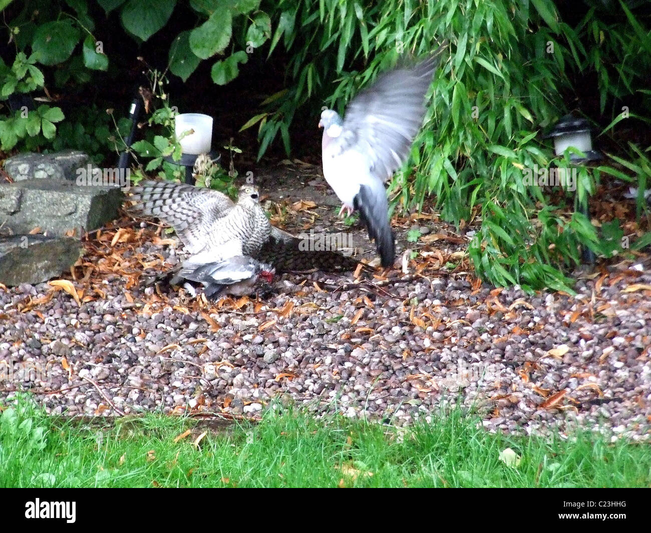 A Pigeon and a Sparrowhawk fight England - October 2009 Stock Photo - Alamy