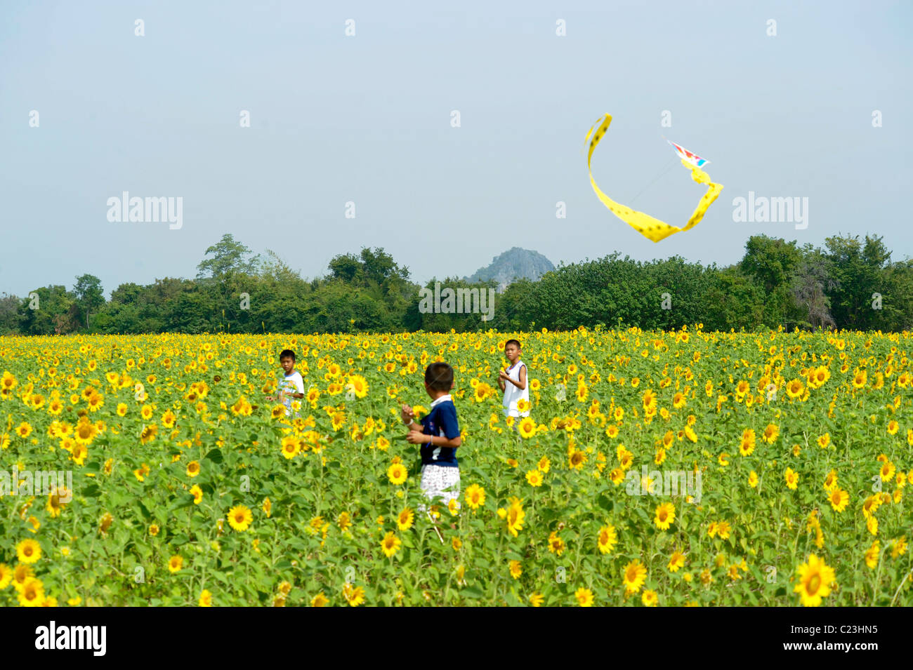 young boys flying kites , sunflower fields of lopburi and saraburi ...