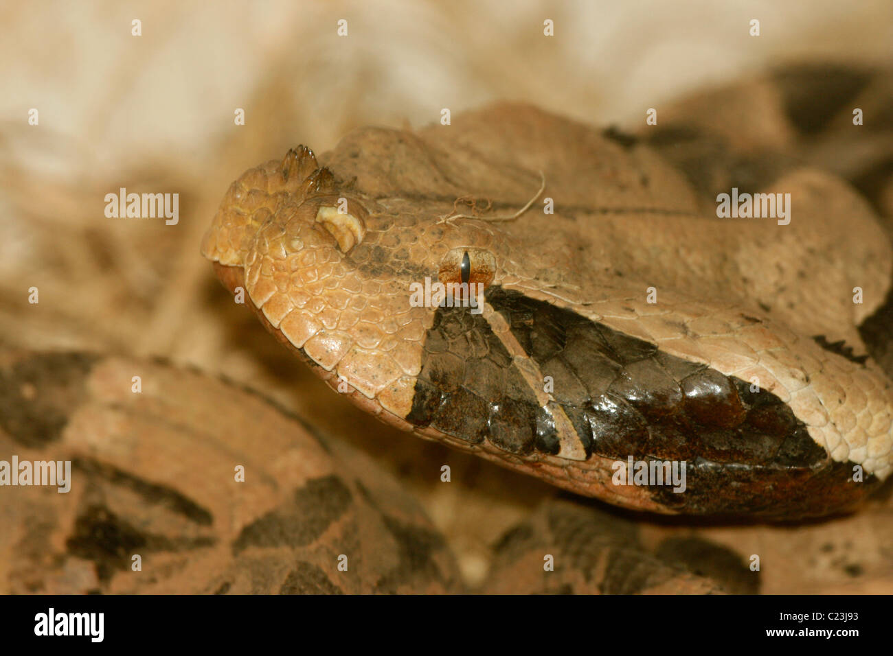 Snake fangs hi-res stock photography and images - Alamy