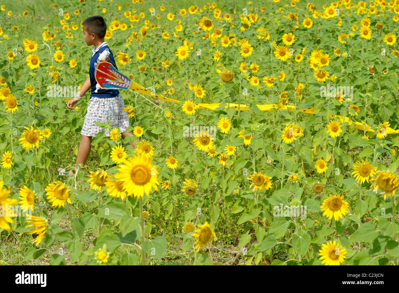 young boy with his kite , sunflower fields of lopburi and saraburi ...