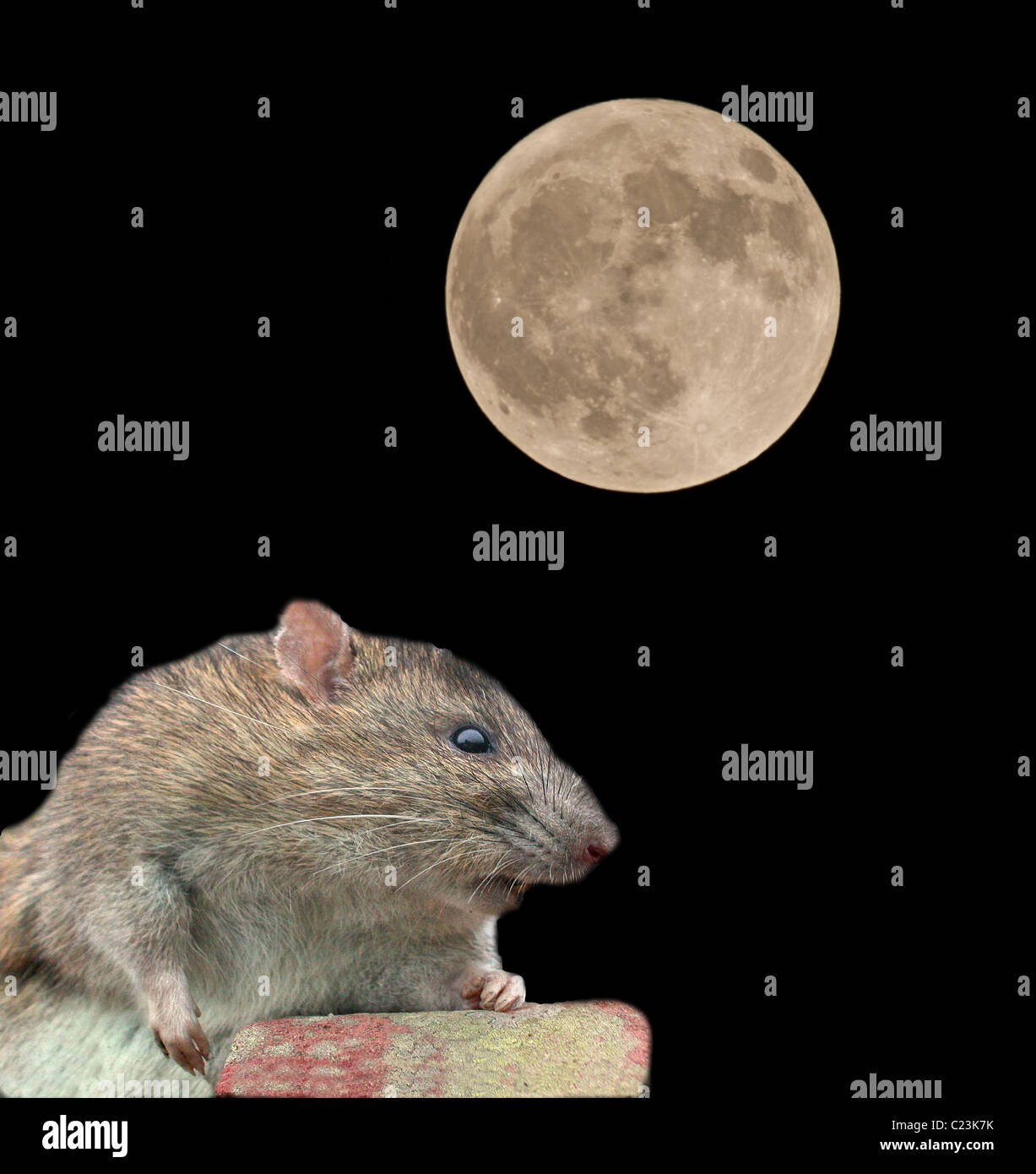 Common or brown rat (Rattus norvegicus) Digitally enhanced image by ...