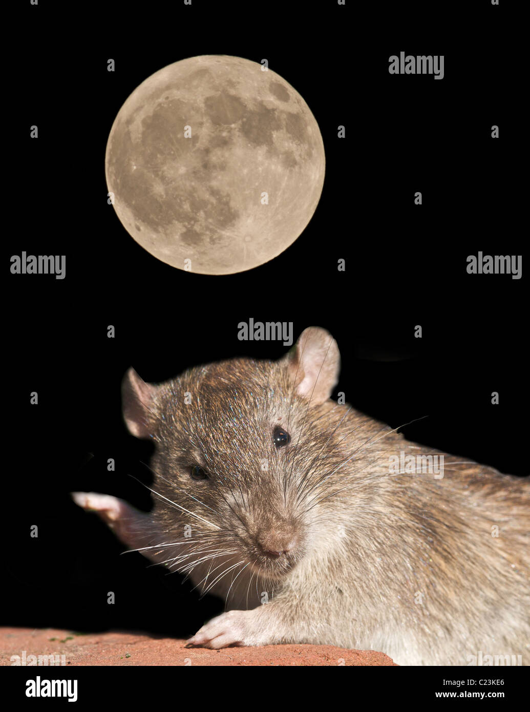 Brown rat rattus norvegicus hi-res stock photography and images - Alamy