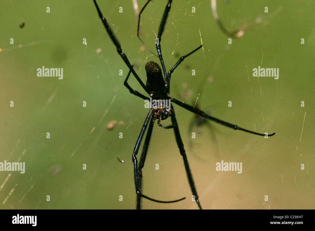 Orb weaver spider web hi-res stock photography and images - Alamy