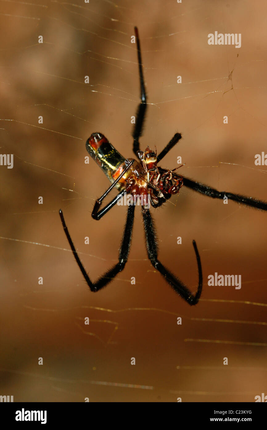 Orb weaver spider hi-res stock photography and images - Alamy