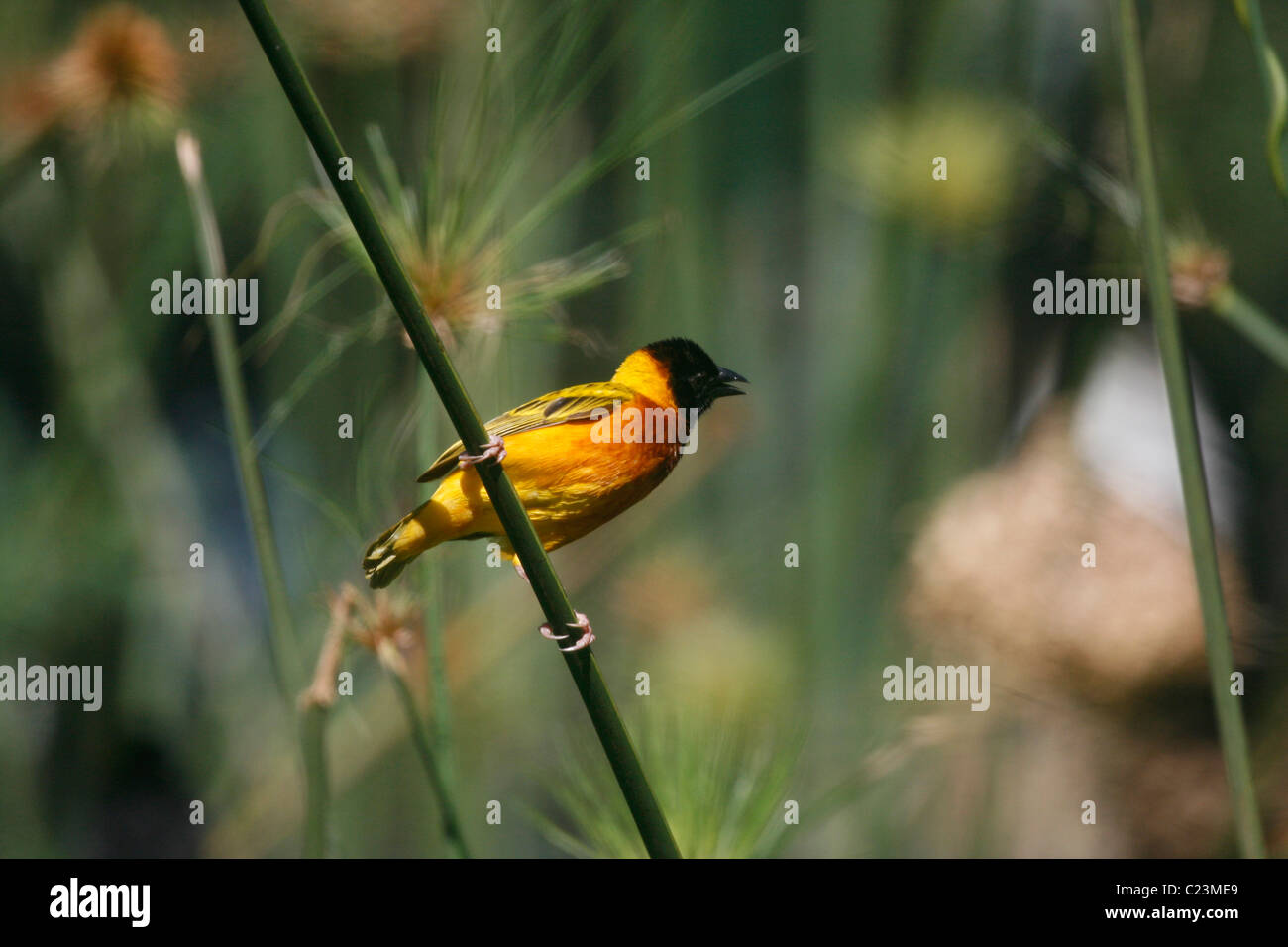 Papyrus reed hi-res stock photography and images - Alamy