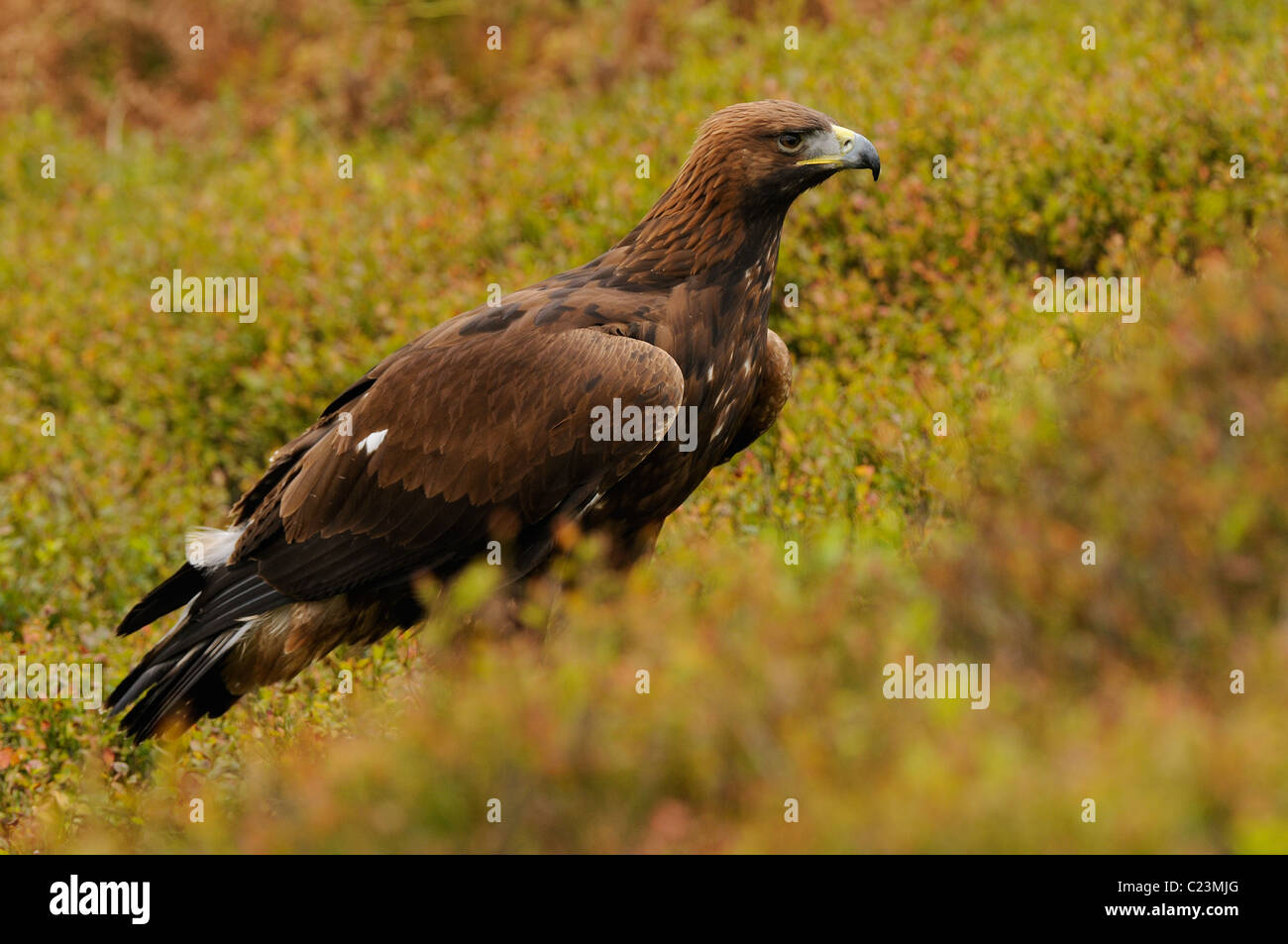 Golden Eagle, in the middle of autumn colored vegetation showing off ...