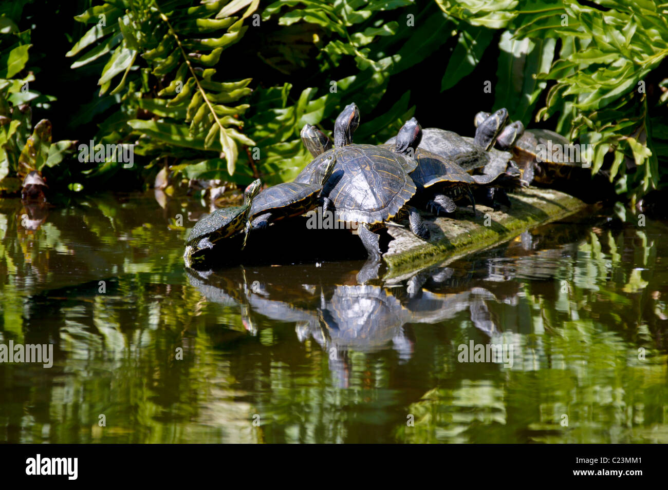 Taking a Tan Stock Photo - Alamy