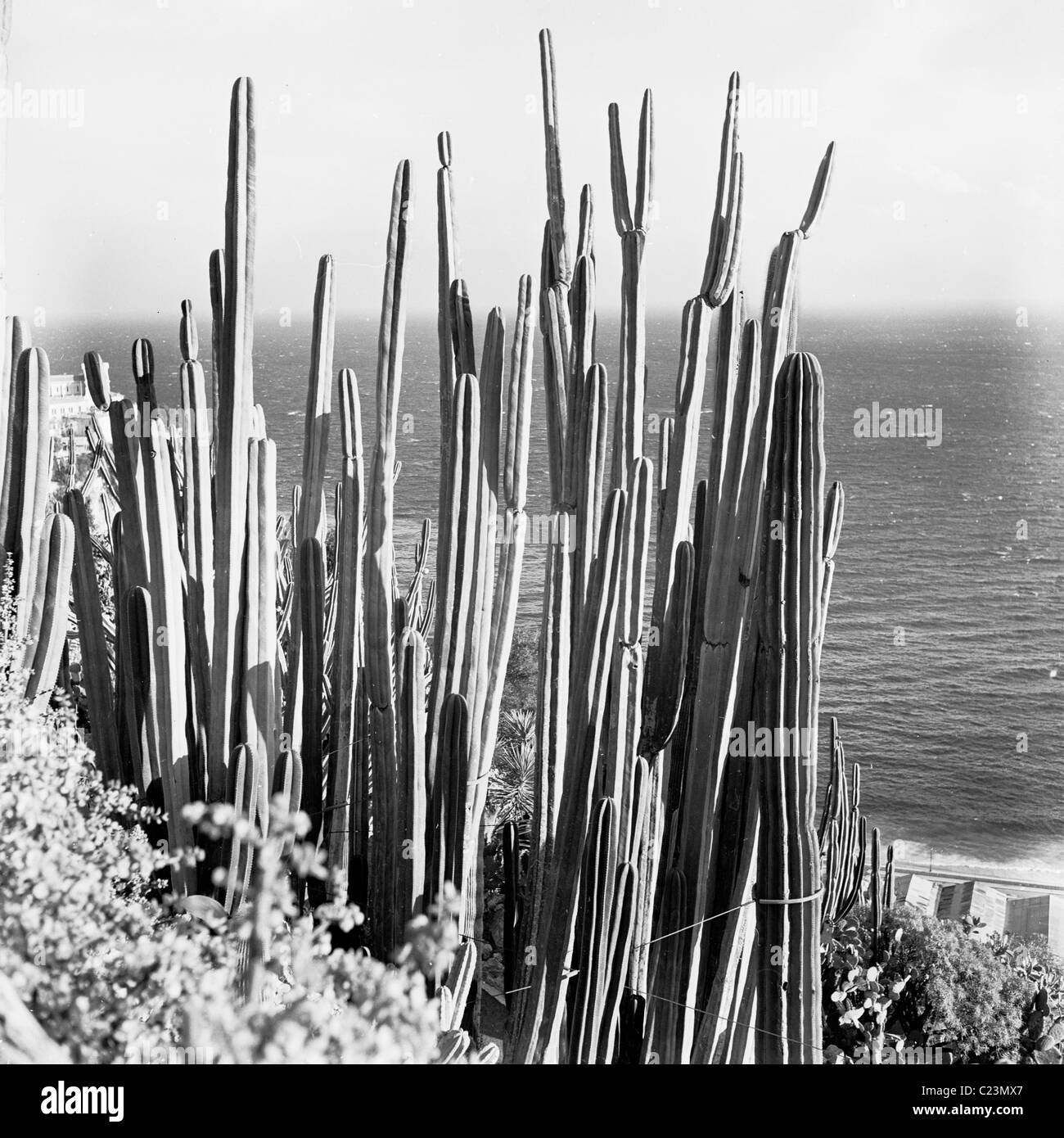 1950s. France. Plants in the Tropical Gardens or Jardin Exotiques in ...