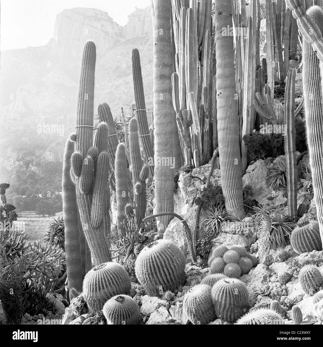 1950s. France. Plants in the Tropical Gardens or Jardin Exotiques in ...