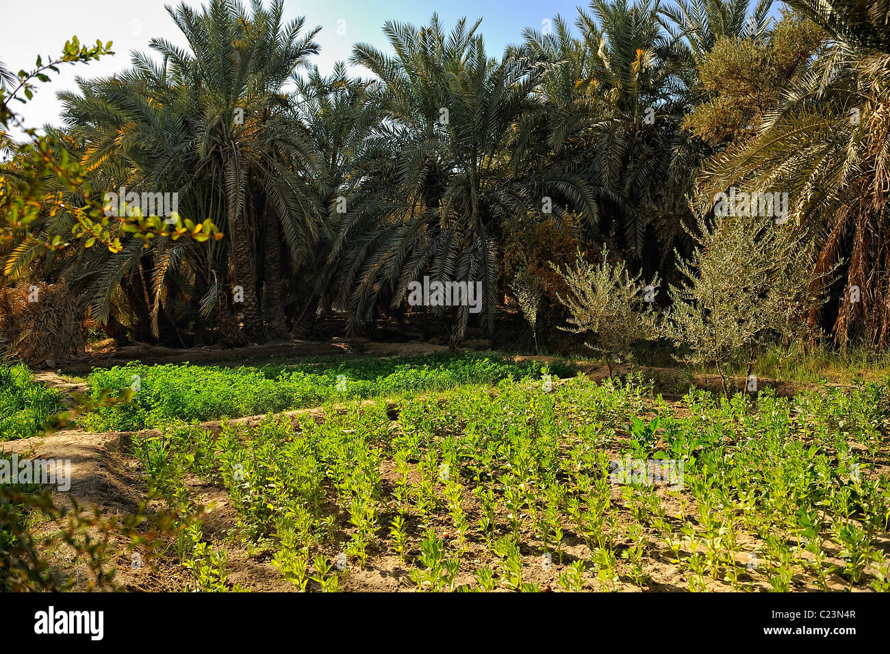 Palm tree gardens in the Siwa oasis, western desert, Egypt Stock Photo ...