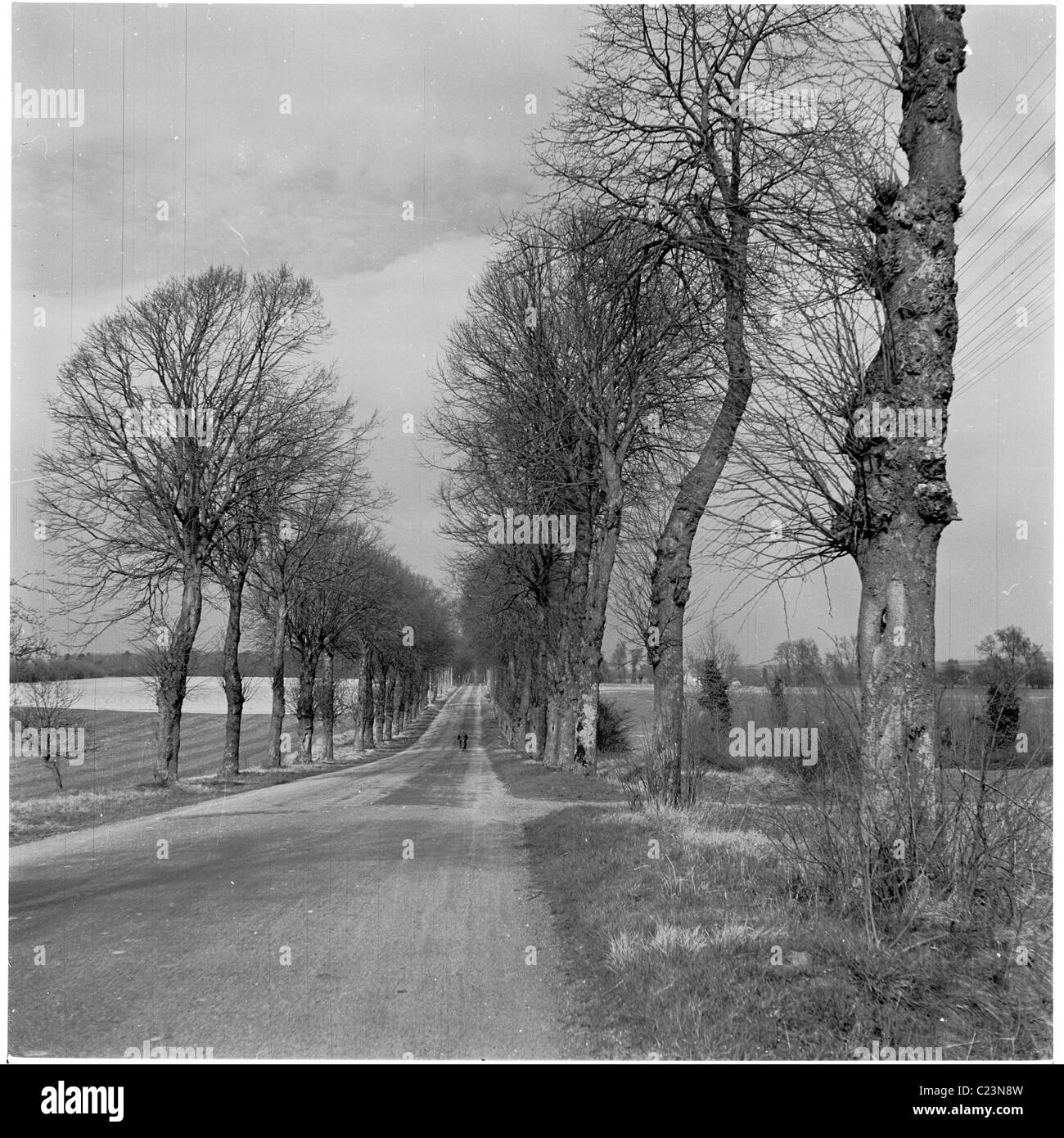 1950s. France, a view down a tree-lined french country road Stock Photo ...