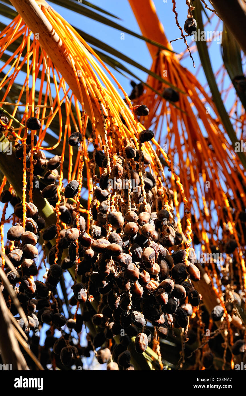 Date tree hi-res stock photography and images - Alamy