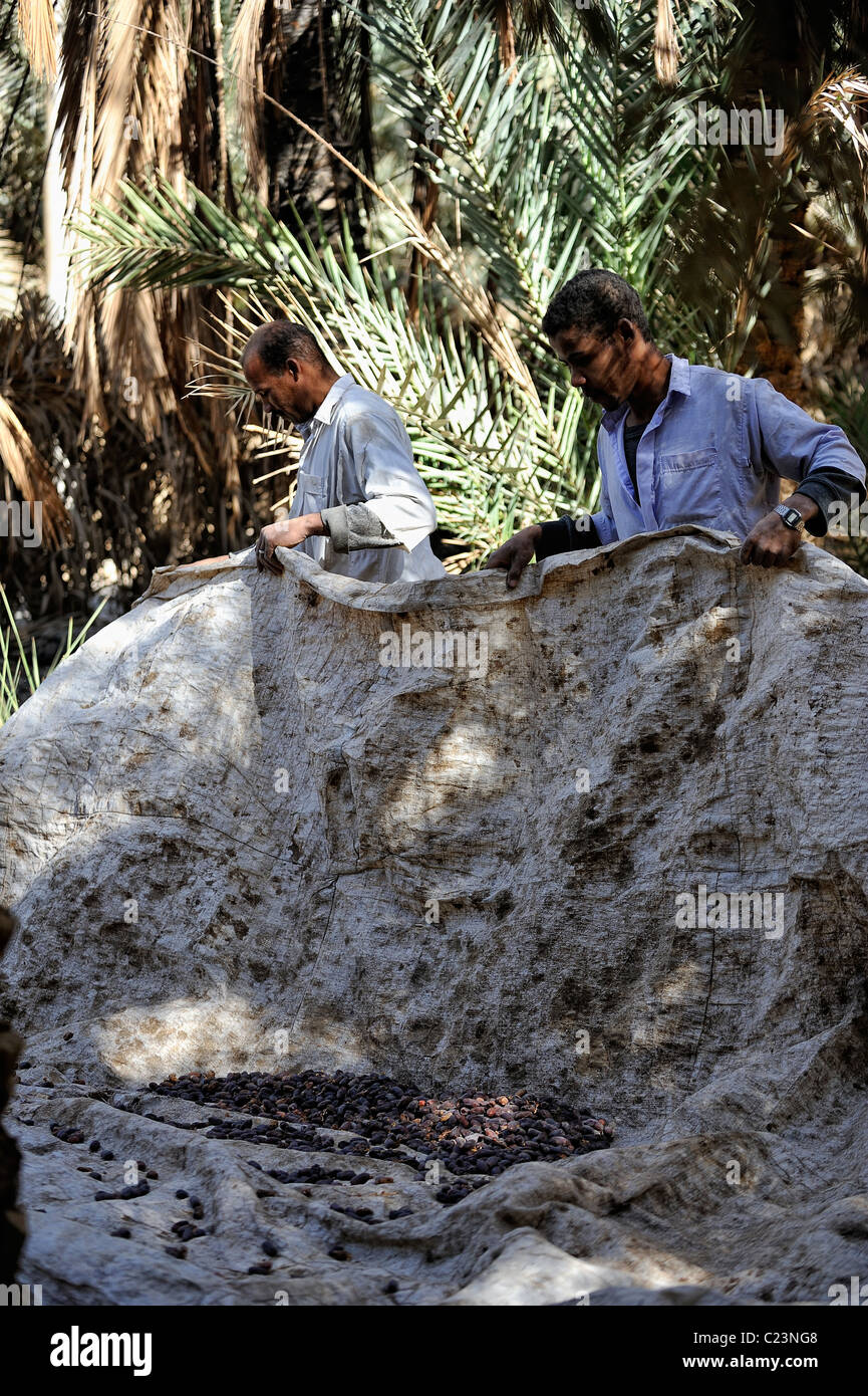 Men gathering dates with a plastic tarp in a garden in the Siwa oasis ...