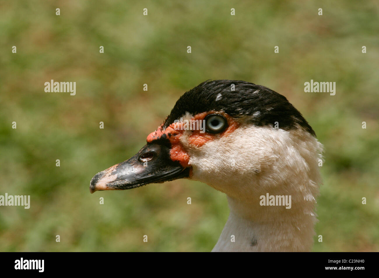 Caruncle hi-res stock photography and images - Alamy