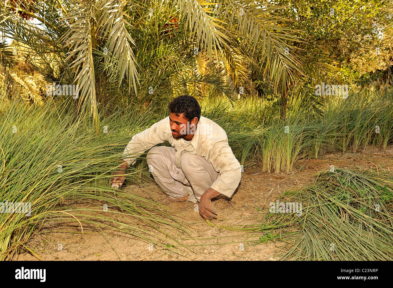 Egyptian gardener cutting grass with a sickle in a garden in the Siwa ...