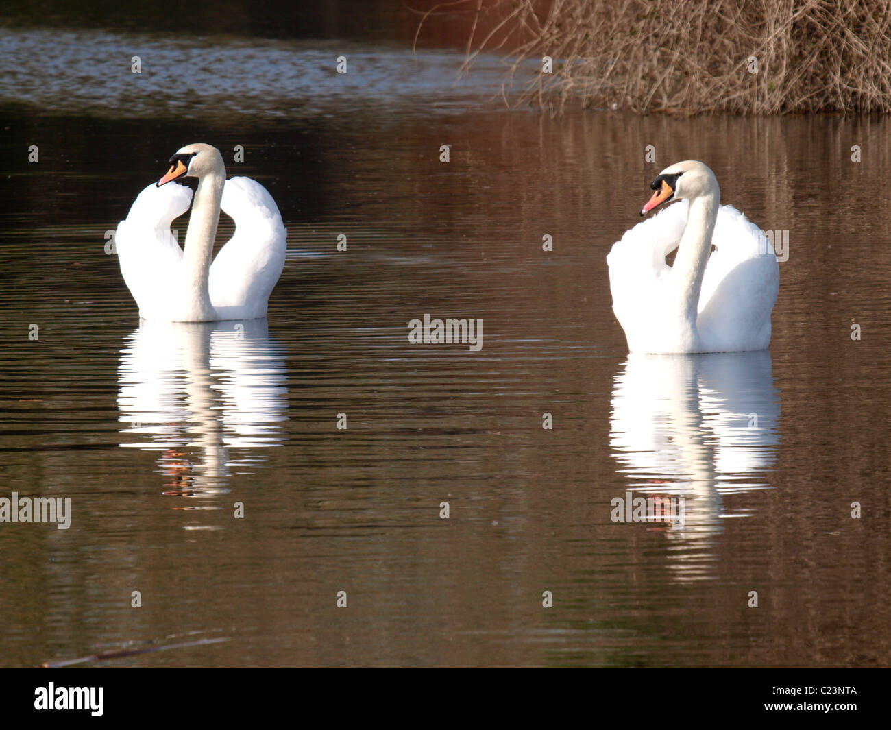 Swans reflecting hi-res stock photography and images - Alamy