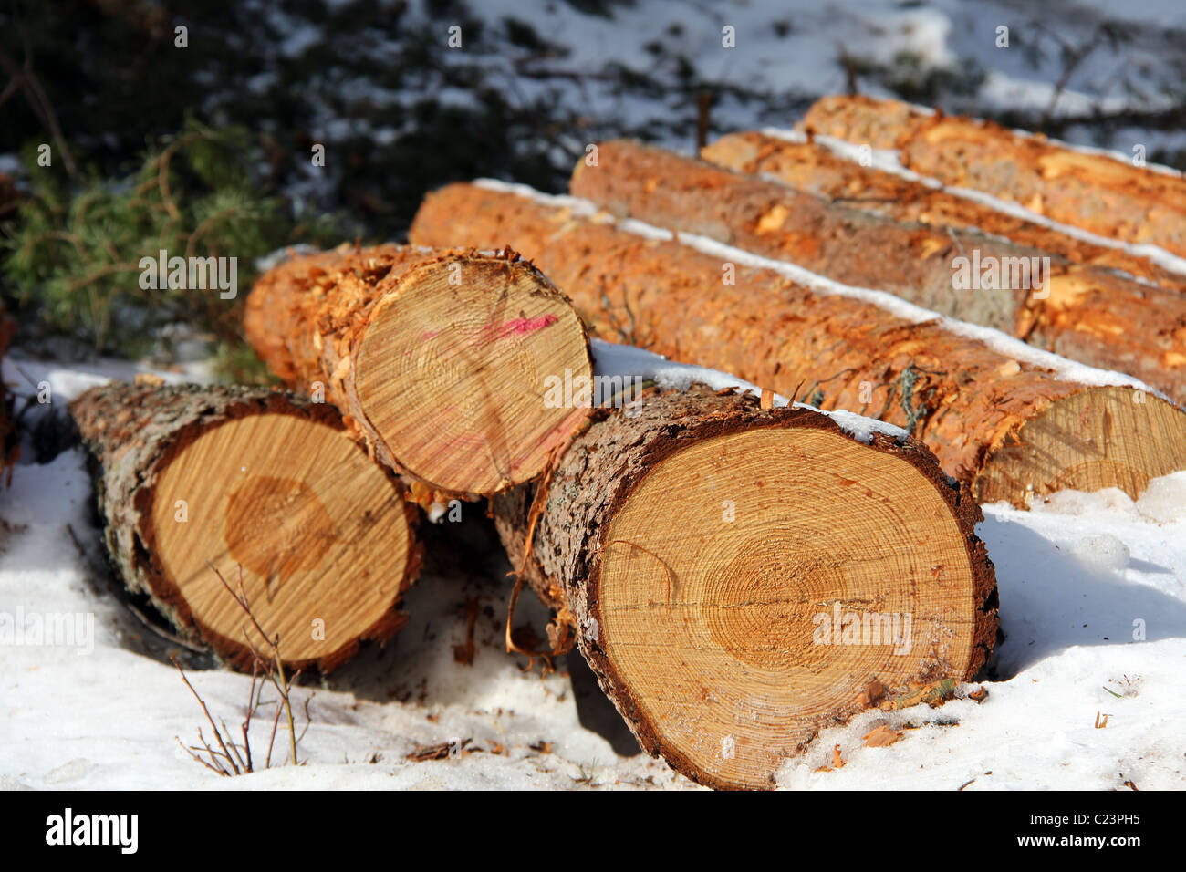 White ends of logs hi-res stock photography and images - Alamy