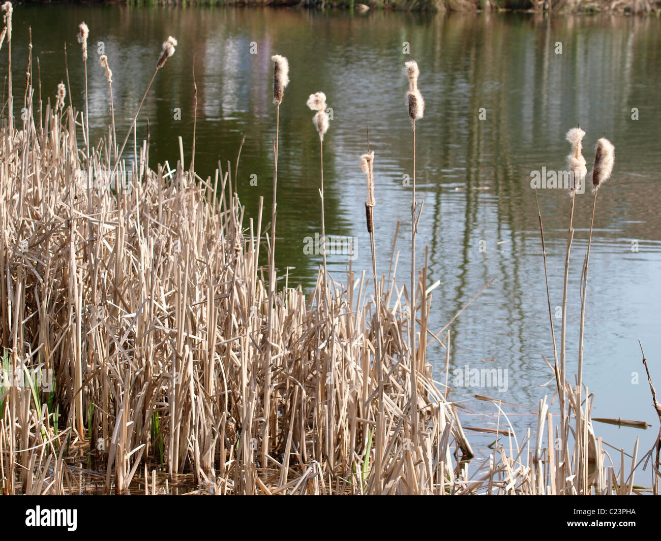 Bulrushes and reeds hi-res stock photography and images - Alamy