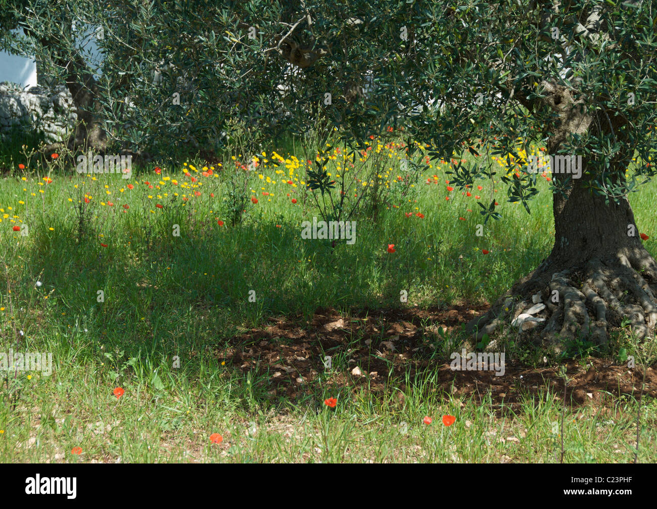 Olive tree in grove, Puglia, southern Italy. These trees produce olives ...