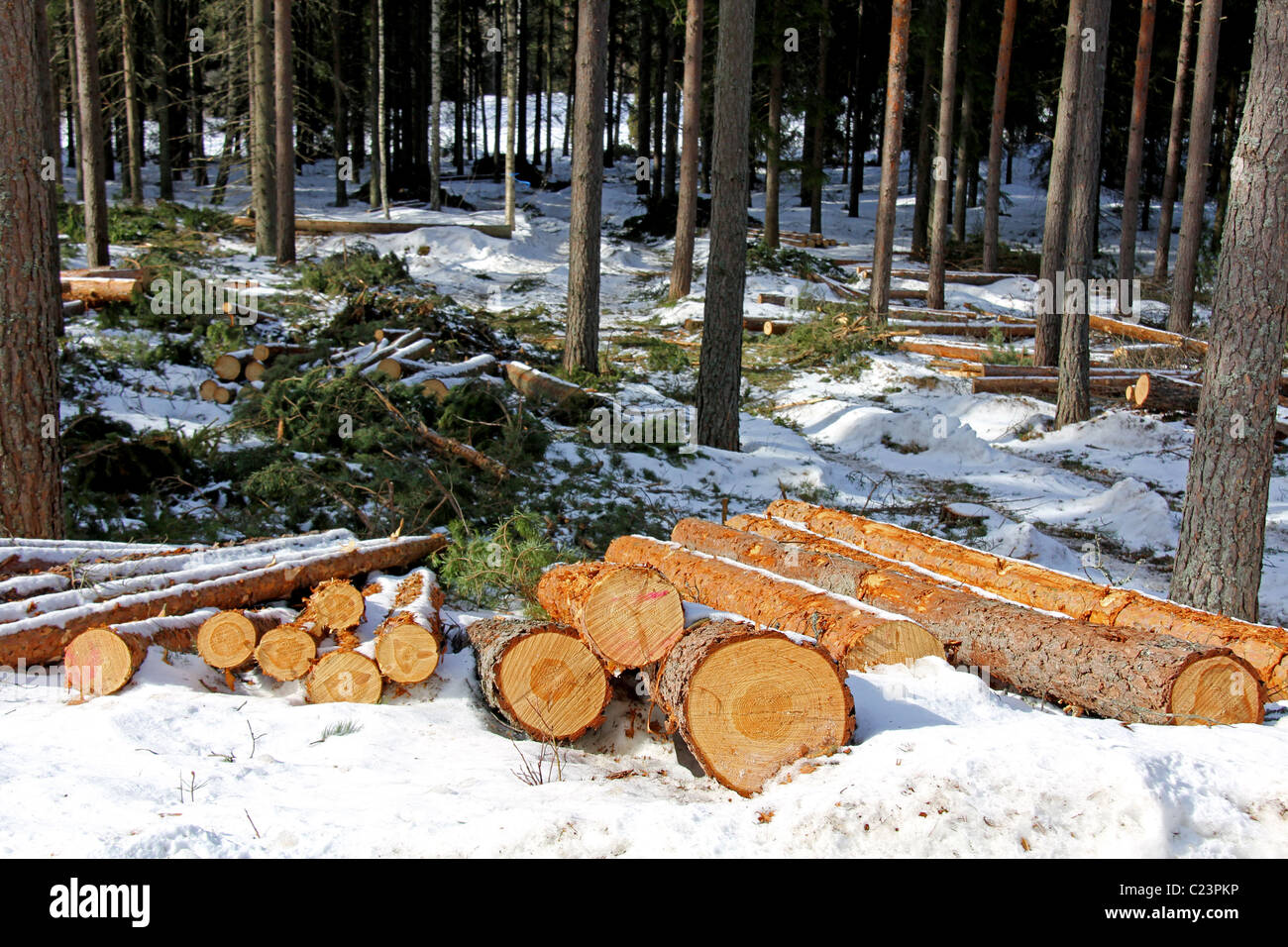 Woodland thinning hi-res stock photography and images - Alamy