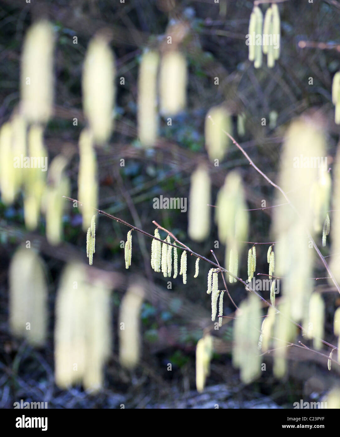 Common Hazel (Corylus avellana) male flowers, catkins or lamb's tails ...
