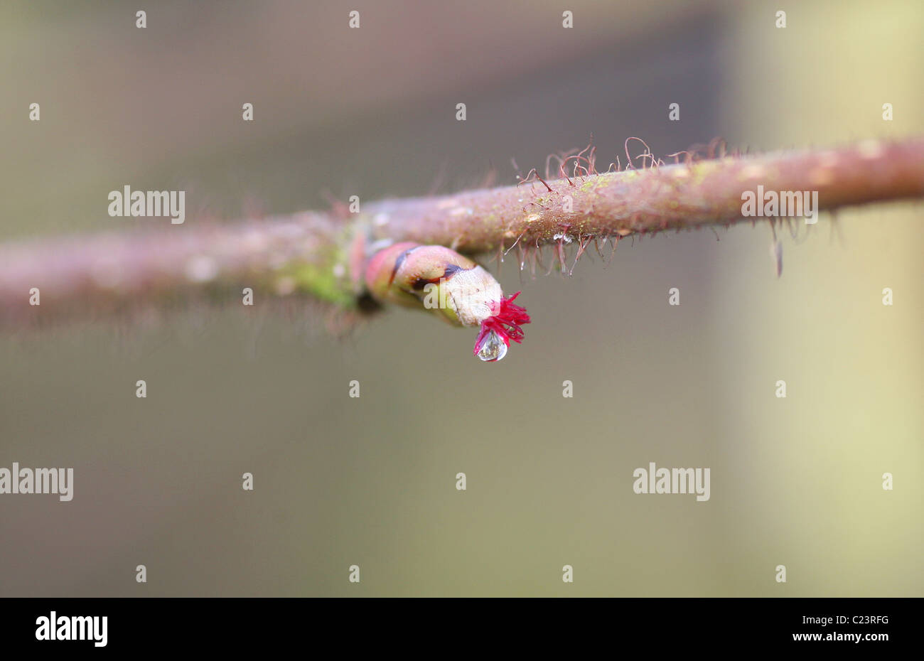 Common Hazel (Corylus avellana) female red flower Stock Photo - Alamy